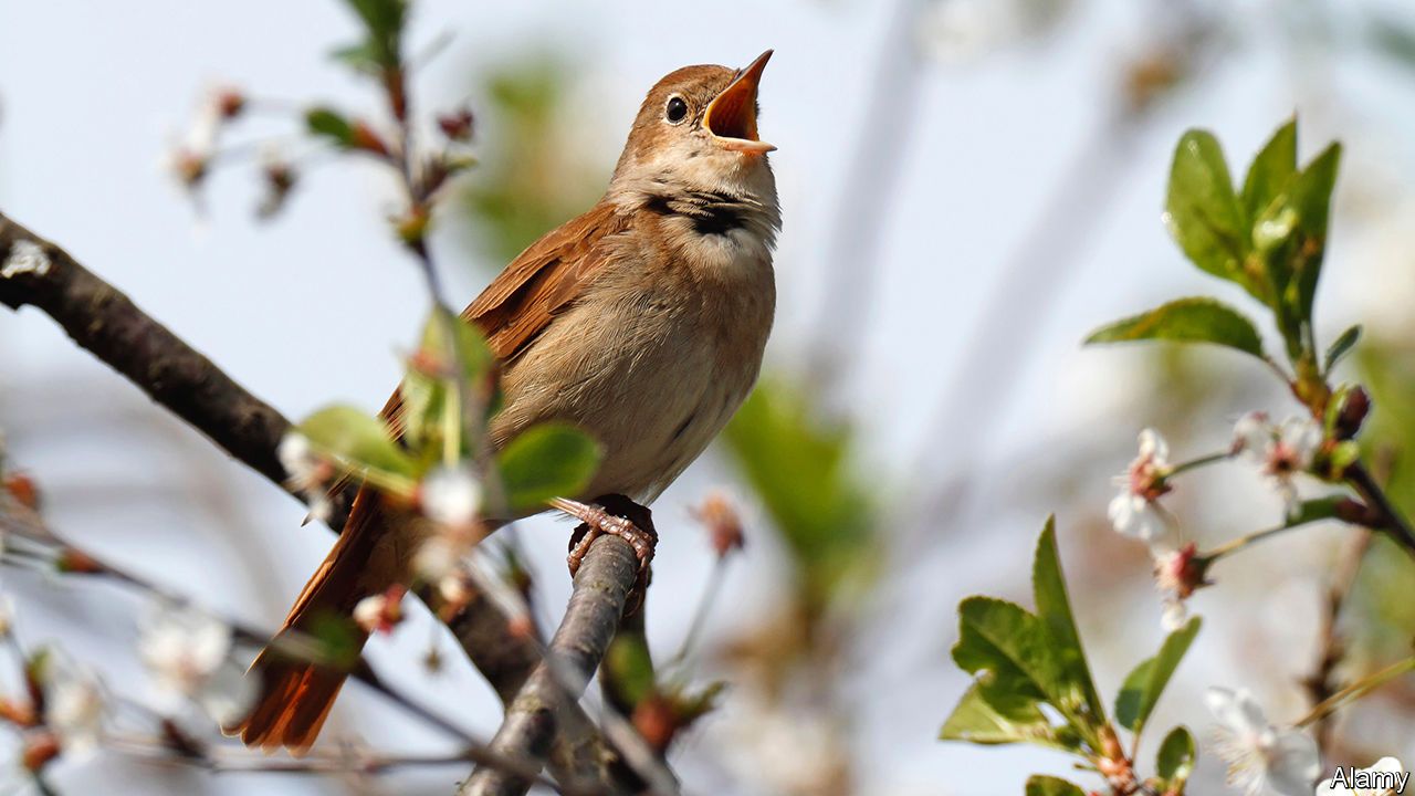 RISC-V, China, Nightingales